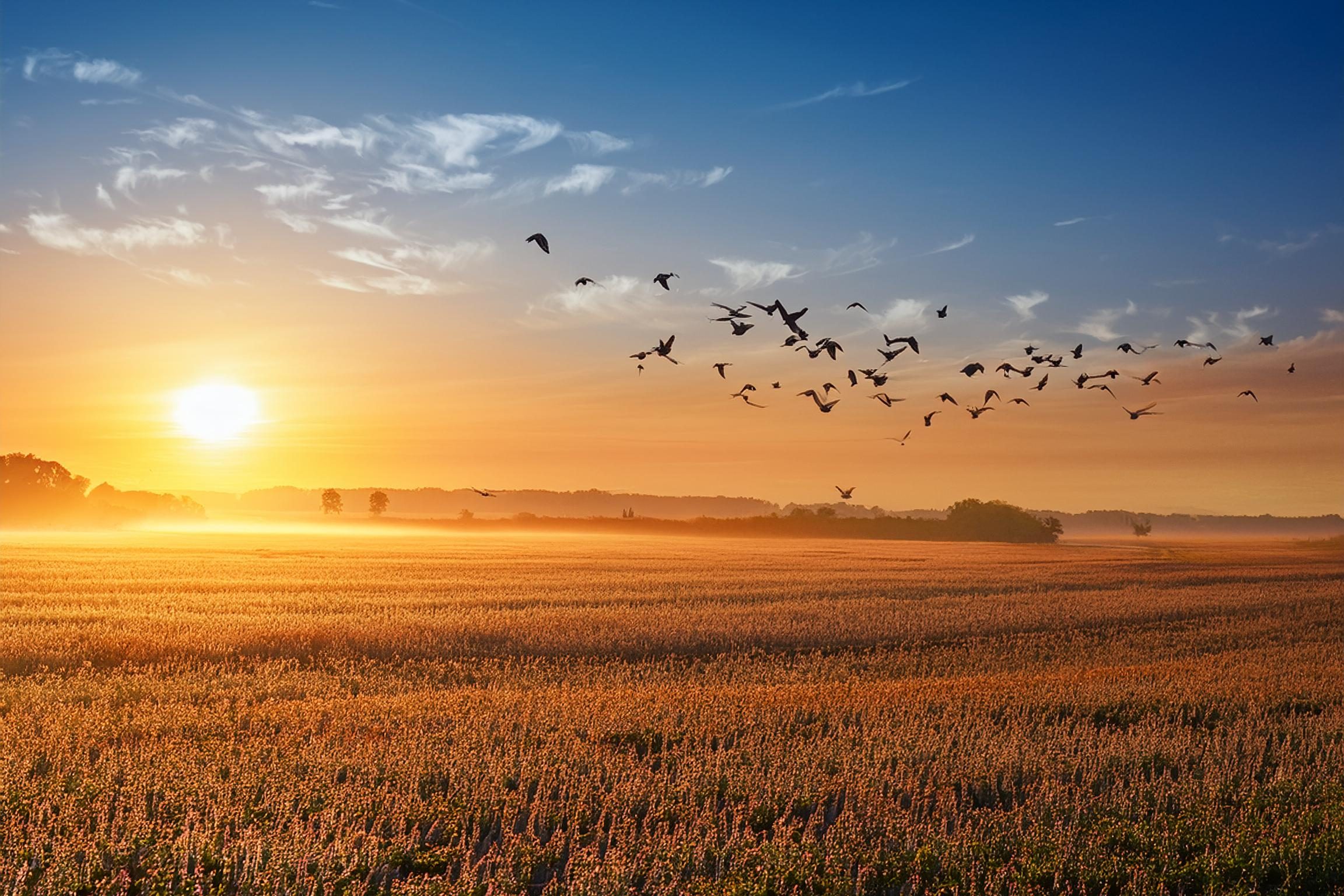 Home - South Texas Dove Hunting