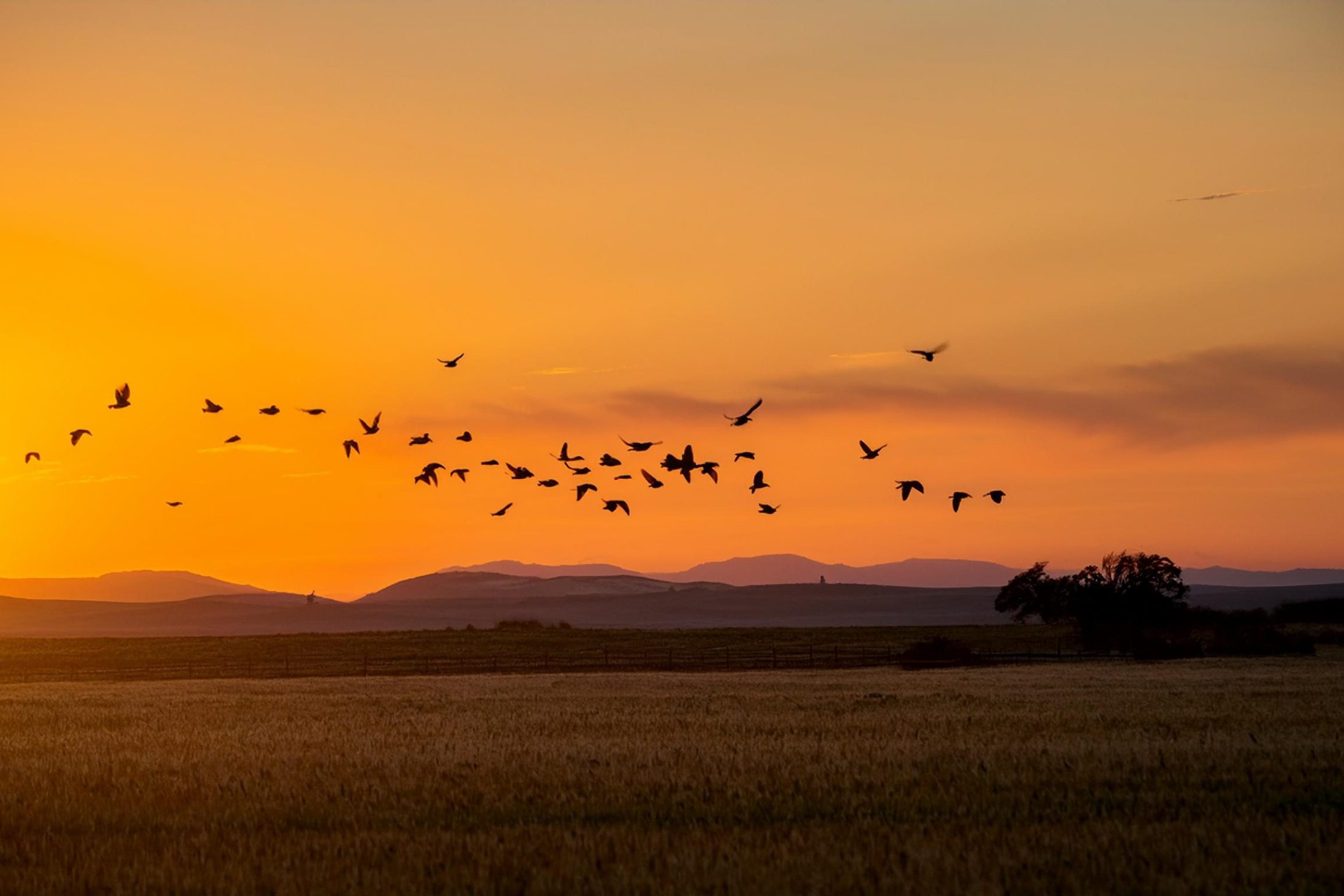 Home - South Texas Dove Hunting